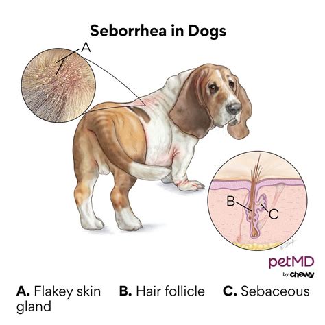 Seborrhea In Dogs Symptoms Causes Treatment And Faqs Petmd