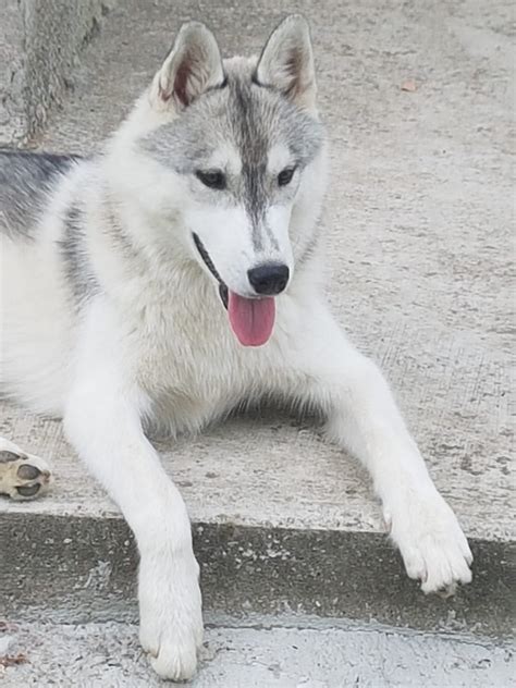 La Classe 😂 Siberian Dream Catcher