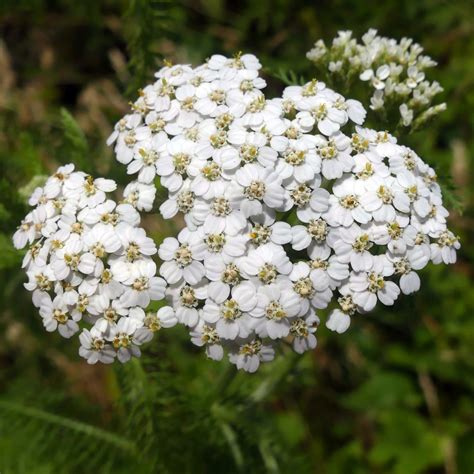 Yarrow White Buy Yarrow White Achillea Millefolium Alba