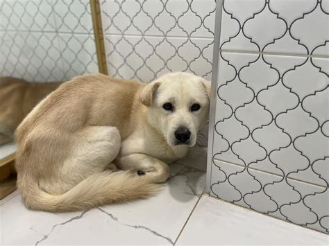 진도믹스 포비 코카스파니엘분양가격 폼스키분양가격 폼치분양가격 폼피츠분양가격 푸숑분양가격 고양이분양가격 랙돌분양가격 러시안블루분양가격 먼치킨분양가격 브리티쉬숏헤어분양가격