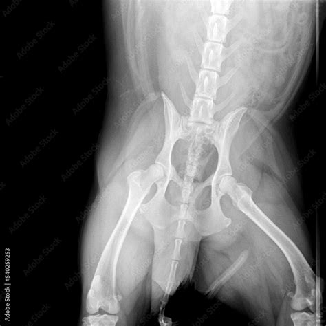 X Ray Film Of Pelvis Dog Anterior View Veterinary Medicine And