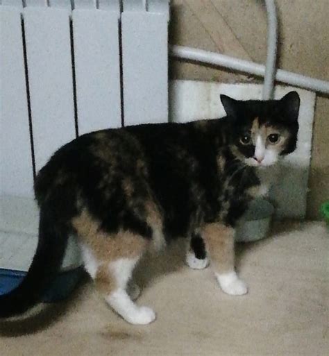 Две сестренки две девчонки восемь лапок два хвоста Энергичные девчонки И скучать им некогда