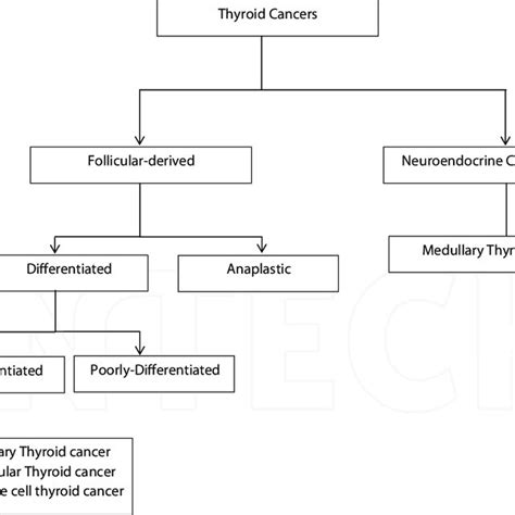 Approach To Thyroid Nodule Based On Ata Guideline [51] Download Scientific Diagram