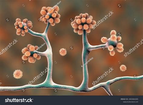 Microscopic Pathogenic Fungi