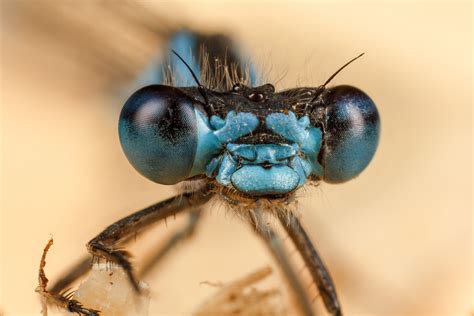 Odonata A Photo On Flickriver