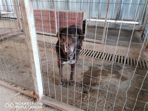 Обречена Или историята на лабрадорката Шоколадка Заради своя характер и своенравност Шоколадка