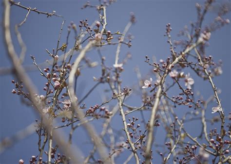 Prunus Dulcis Urbidermis