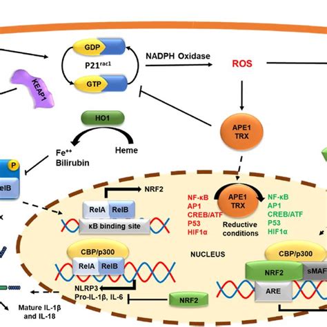 The Nrf2 Keap1 Pathway Under Physiological And Stressful Conditions