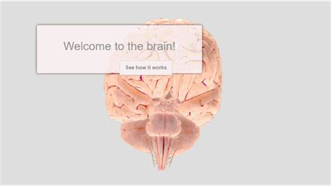 Brain Animation 3d