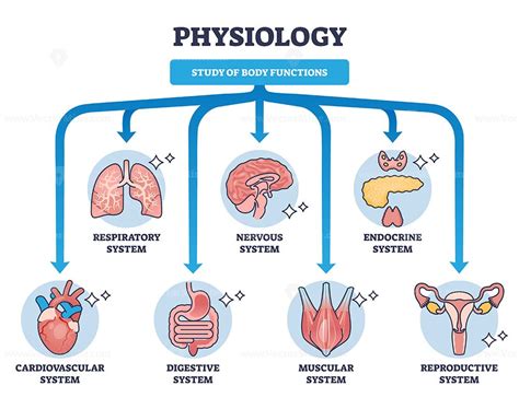 Physiology As Study Of Body Functions And Organ Systems Outline Diagram