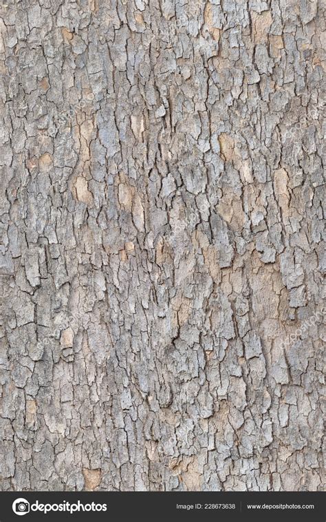 Seamless Bark Tree Tileable Texture Stock Photo By Varuna