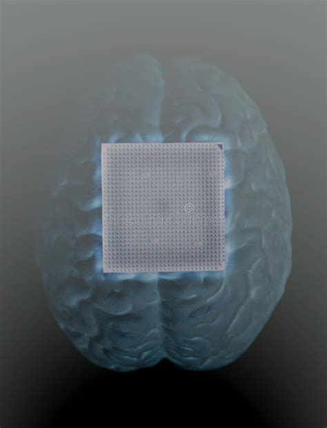 Human Brain Anatomical Model With Cpu Processor Microchip Stock Image Image Of Computer