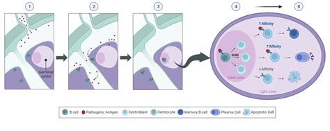 Affinity Maturation Immune System Gets Smarter Over Time