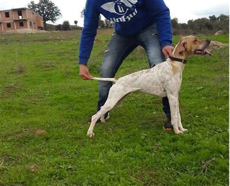 King Pointer Kennels Added A New Photo King Pointer Kennels