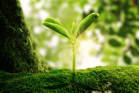 식물 새싹 이미지 Hd 녹색 배경 토양 식물 배경 사진 무료 다운로드 Lovepik