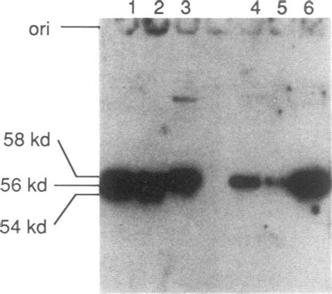 Evidence That P56 Tya Is Proteolytically Cleaved Protein Extracts From