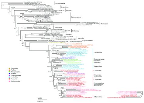 Phylogenetic Relationships Of Phasmatodea Among 85 Species Including O