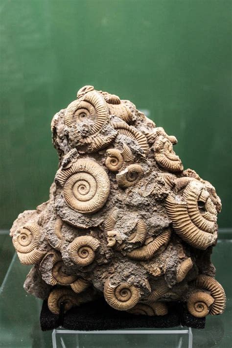 Crustacean Fossil Editorial Stock Image Image Of Coiled 75762609