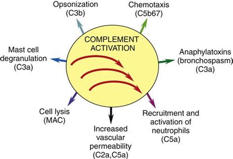 Inflammation And Immunity Basicmedical Key