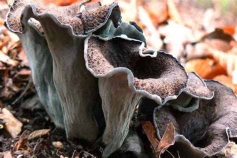 Гъба Тръбенка Gotvachbg