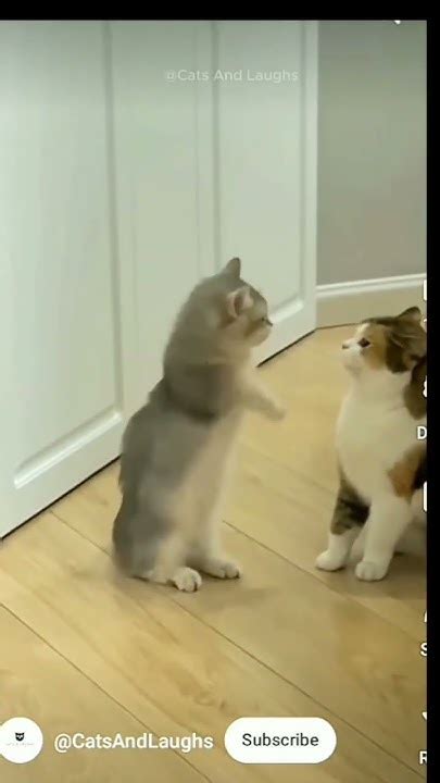 Cuteness Aggression Youtube