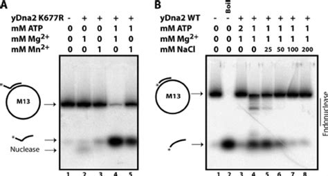 Endonuclease And Exonuclease Functions Can Be Separated Nuclease Download Scientific Diagram