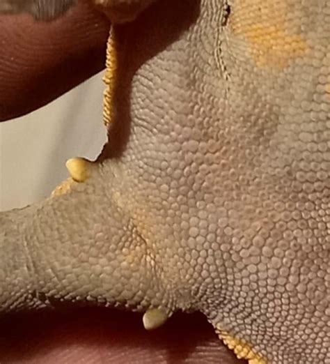 Any Ideas What Sex My Gecko Is Rcrestedgecko