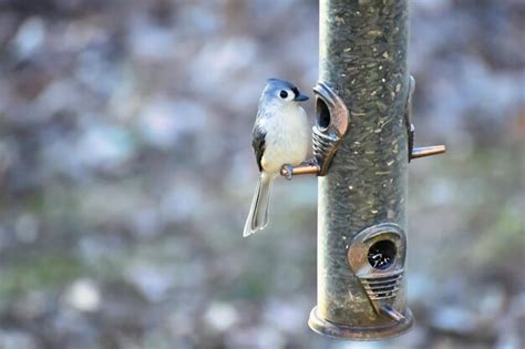 Premium Photo Tufted Titmouse