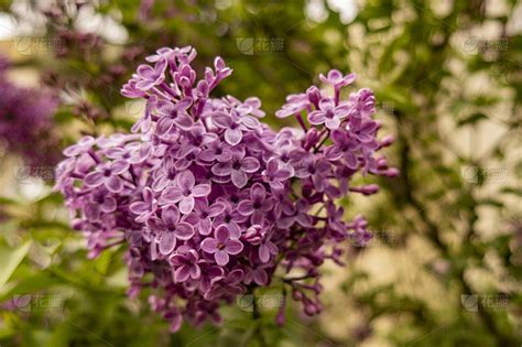 亲近大自然中的丁香花