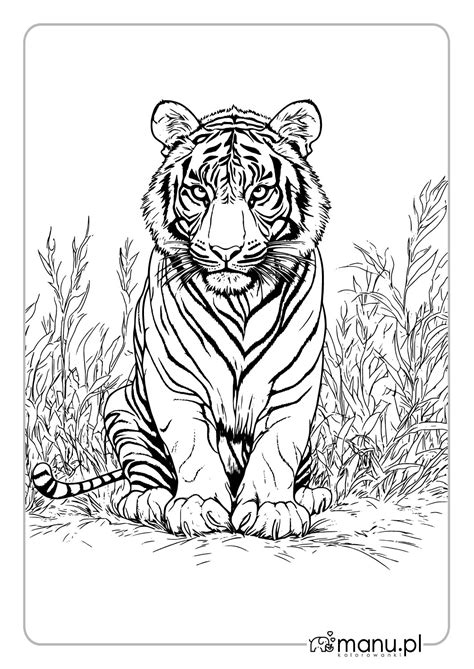 Zebra Kolorowanka Pdf Darmowy Rysunek Do Wydruku