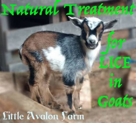 Natural Treatment For Lice In Goats Little Avalon Farm