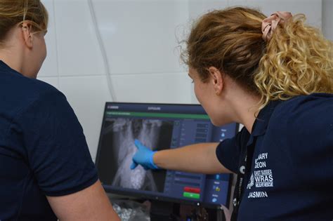 East Sussex Wildlife Rescue Ambulance Service Takes On Second Vet