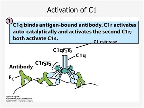 PPT The Complement System PowerPoint Presentation Free Download ID