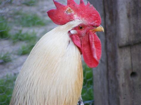 1500 Kostenlose Bilder Von Hahn