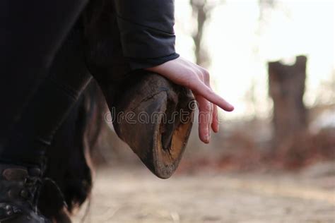 Horse Massage On Farm During Sunset Close Up Of Hands Massaging Stock