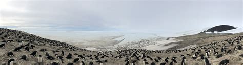 multi drone system autonomously surveys penguin colonies stanford news