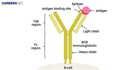 Antigens And Immunology Overview Structure Properties And Uses