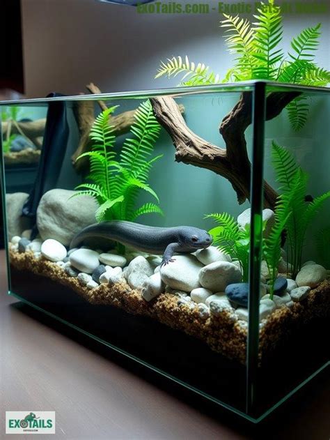 7 Best Natural Materials For Axolotl Tanks