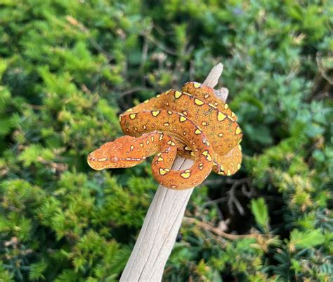 Arboreal Boas Pythons Faunaclassifieds