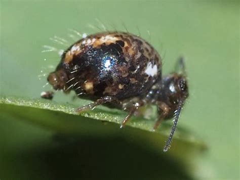 Globular Springtail Sminthurus Bivittatus Bugguide Net