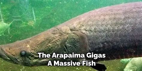 Arapaima Spiritual Meaning Symbolism And Totem Explanation