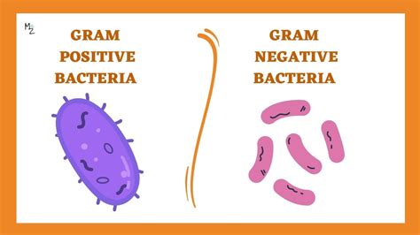 Gram Positive Vs Gram Negative Bacteria Difference Between Gram Positive And Gram Negative
