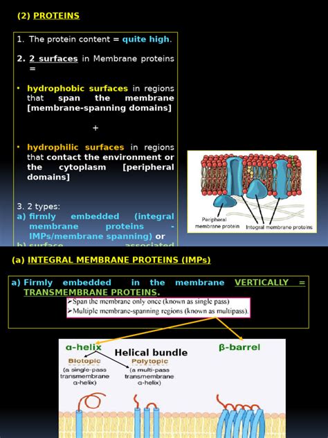 Unit Iibacterial Cell Morphology And Ultrastructure 2 Pdf