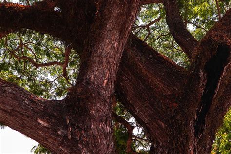 Tree Trunk Plant Growth Branch Free Photo On Pixabay Pixabay