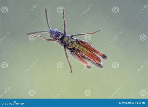 A Grasshopper Jumping Over The Photographer Isolated On Green Stock