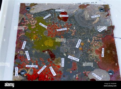 A Plate From An Autonomous Reef Monitoring Structure Covered With Life After Only One Year