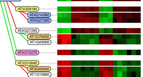 A Part Of The Regulatory Network For Arabidopsis Reconstructed By Pif