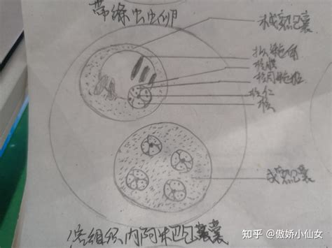 人体寄生虫学手绘图 知乎