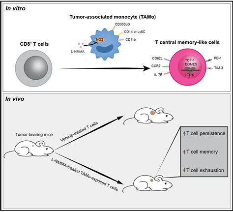 Advanced Science 尹玉新团队报道肿瘤相关单核细胞对t细胞重编程用于肿瘤免疫治疗的新策略 生物通