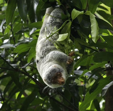 Spotted Cuscus Fact Sheet C S W D